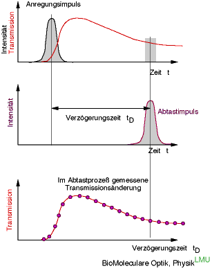 BMO München > Presse > Tutorials > Ultrakurzzeitspektroskopie